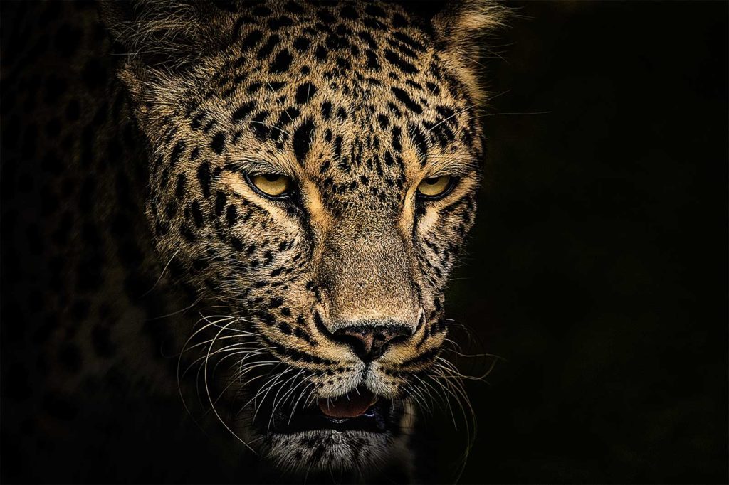 Leopard | Photography | PICTOCLUB