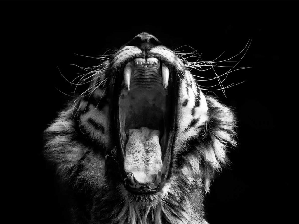Tiger Roar | Photography | PICTOCLUB