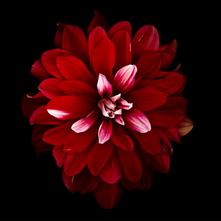 Red Flower 2 | Photography | PICTOCLUB